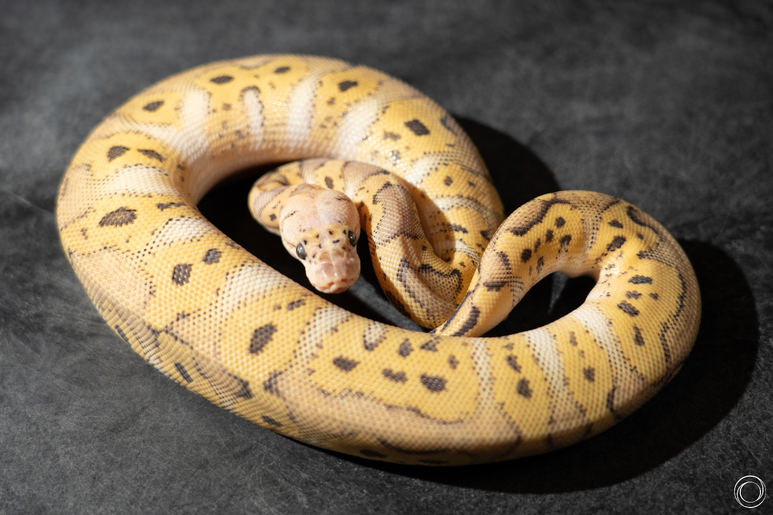 Super Pastel Spotnose Clown | Reptima